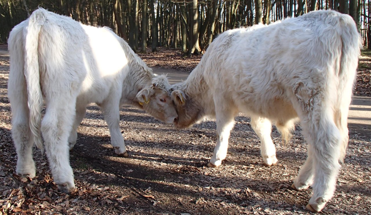 De Goede Gooier in Blaricum - Eet.nu